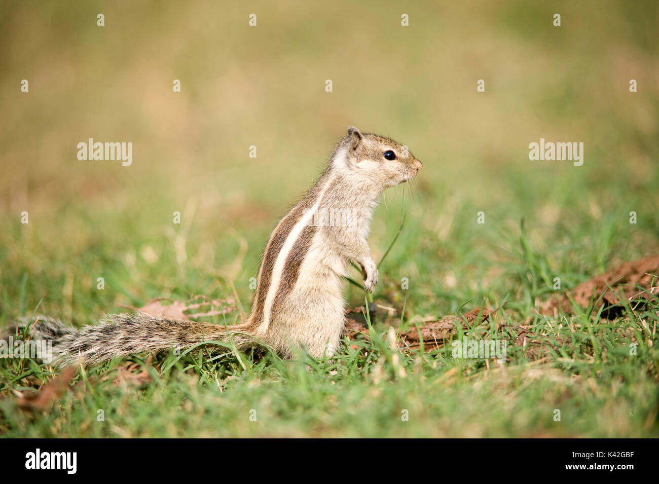 Five Striped or Northern Palm Squirrel, Funambulus pennanti, Keoladeo ...