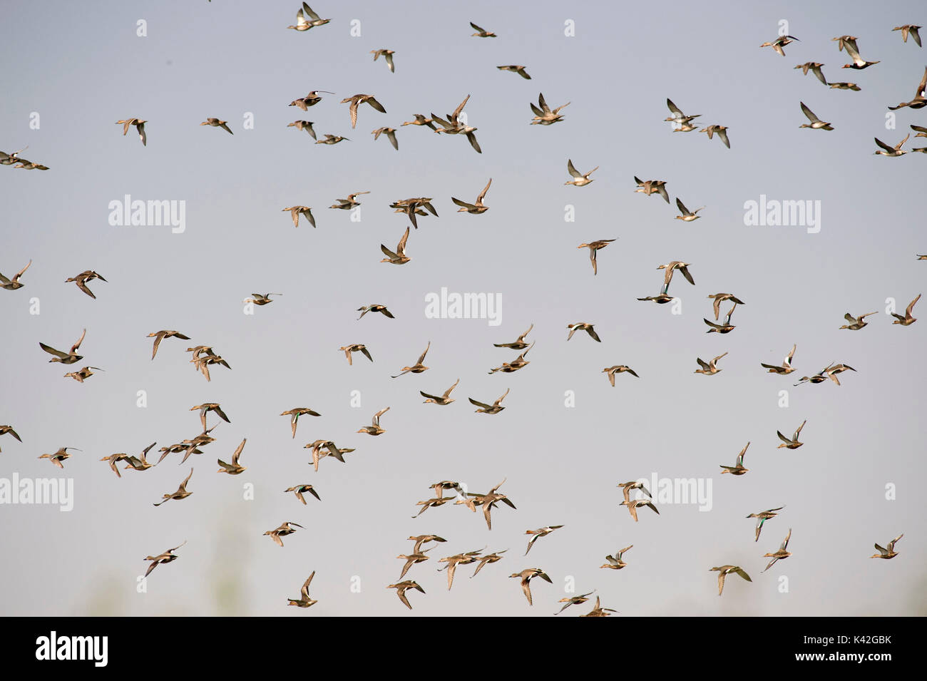 Known ducks hi-res stock photography and images - Alamy