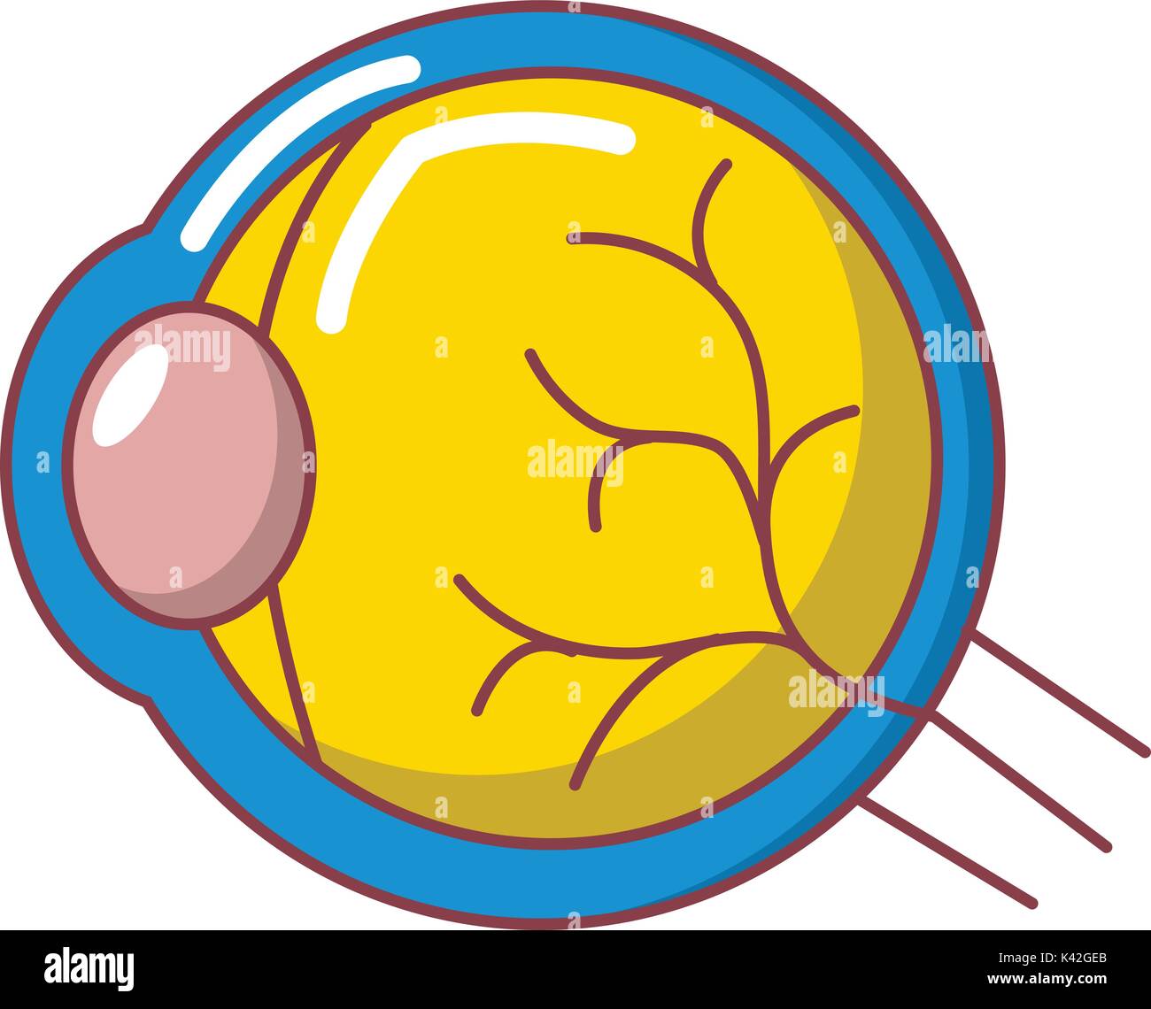Humananatomy hi-res stock photography and images - Alamy