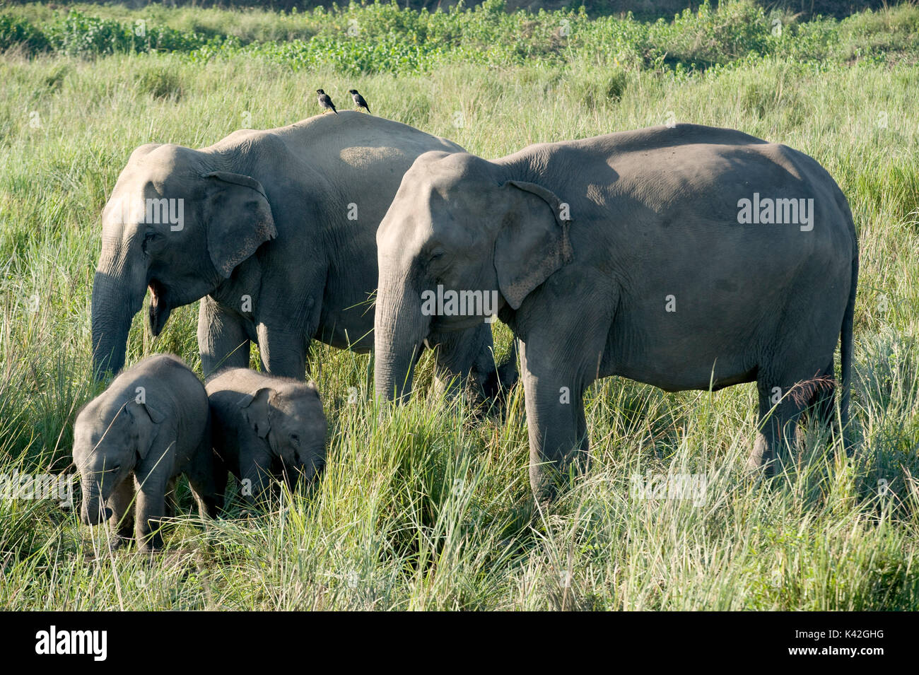 Asian Elephant family, Elephas maximus, with two young calf, Kaziranga ...