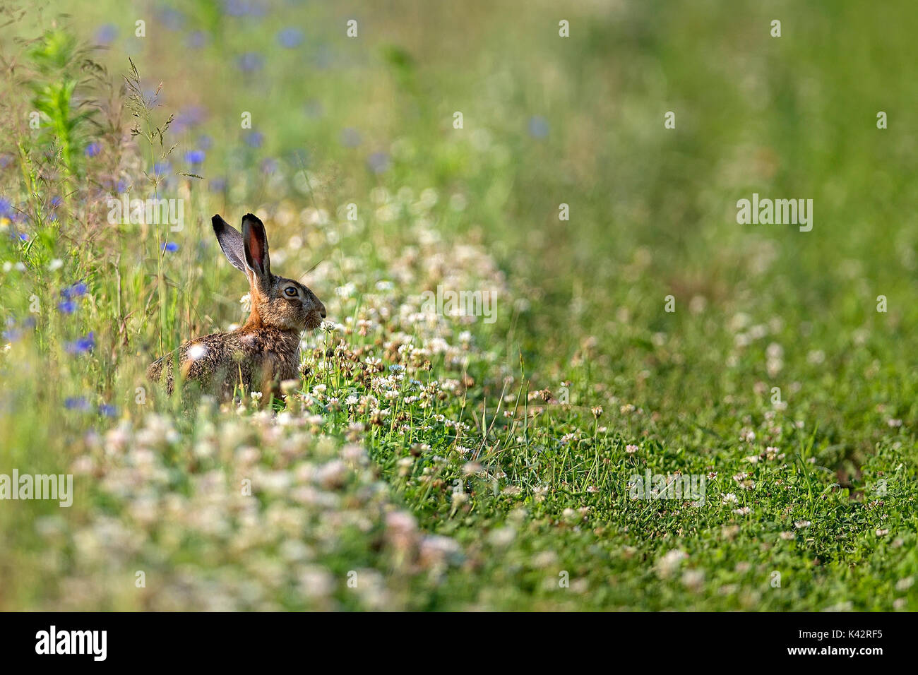Hare furry hi-res stock photography and images - Alamy