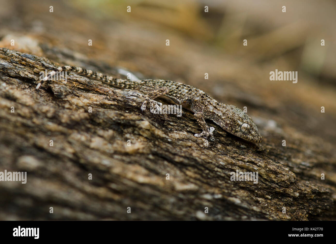 Gecko juvenile, europe, Moorish wall gecko, Tarantula mauritanica ...