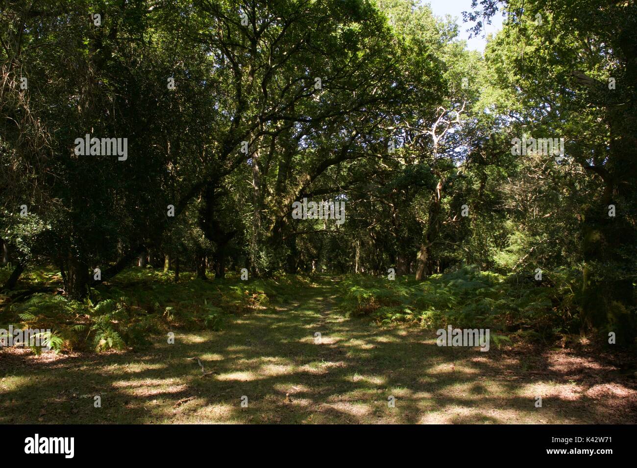 Images from the New Forest, Hampshire, UK in late August Stock Photo ...