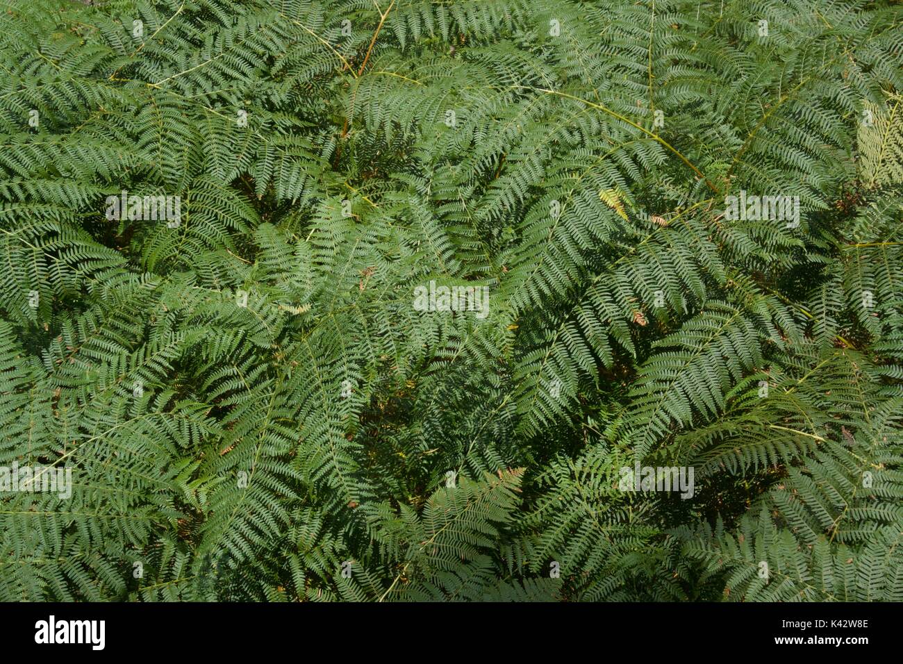 August in forest fern hi-res stock photography and images - Alamy