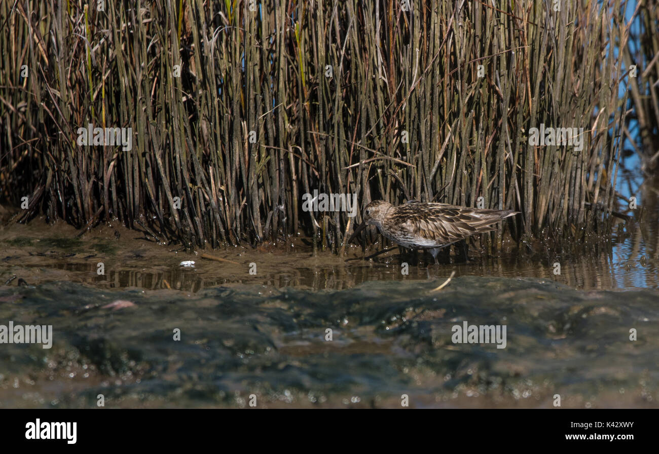 Dunline wading hi-res stock photography and images - Alamy