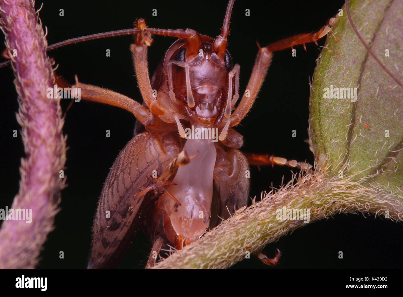Katydid Eating Spermatophylax Stock Photo - Alamy