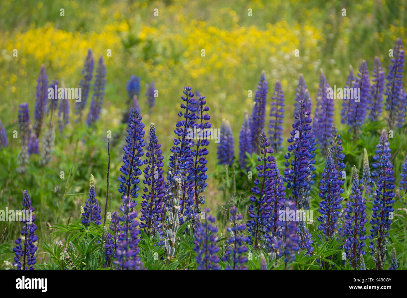 Yellow alpine flowers hi-res stock photography and images - Alamy