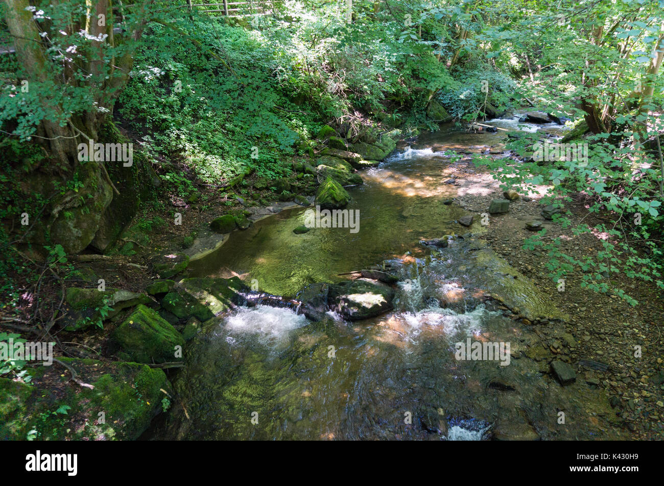 A pretty little stream flowing through a lush, green forest Stock Photo ...
