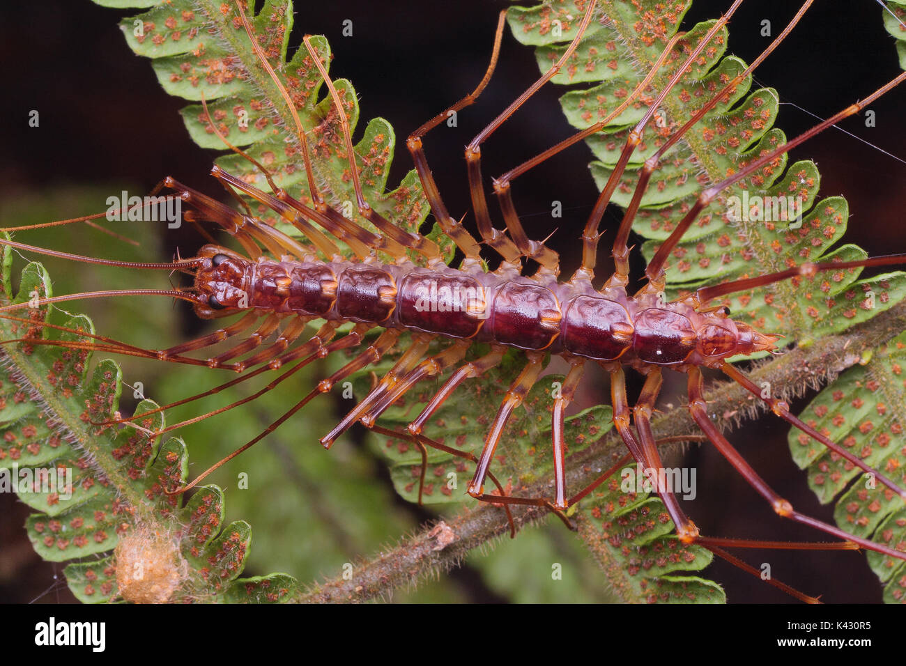 House Centipede High Resolution Stock Photography and Images - Alamy