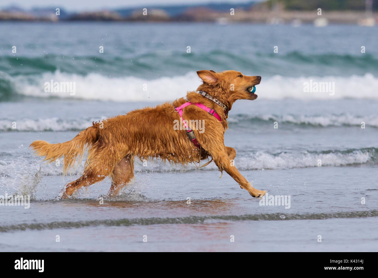 Healthy retriever hi-res stock photography and images - Alamy