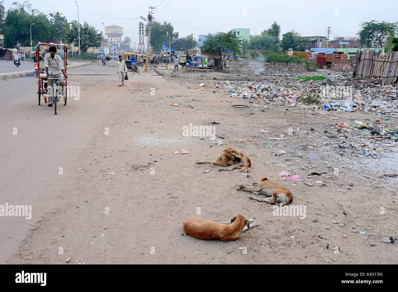 Street with house dogs and garbage, Bharatpur, Rajasthan, India ...
