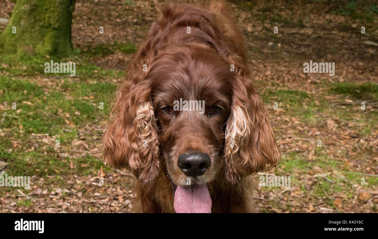 Male red irish setter hi-res stock photography and images - Alamy