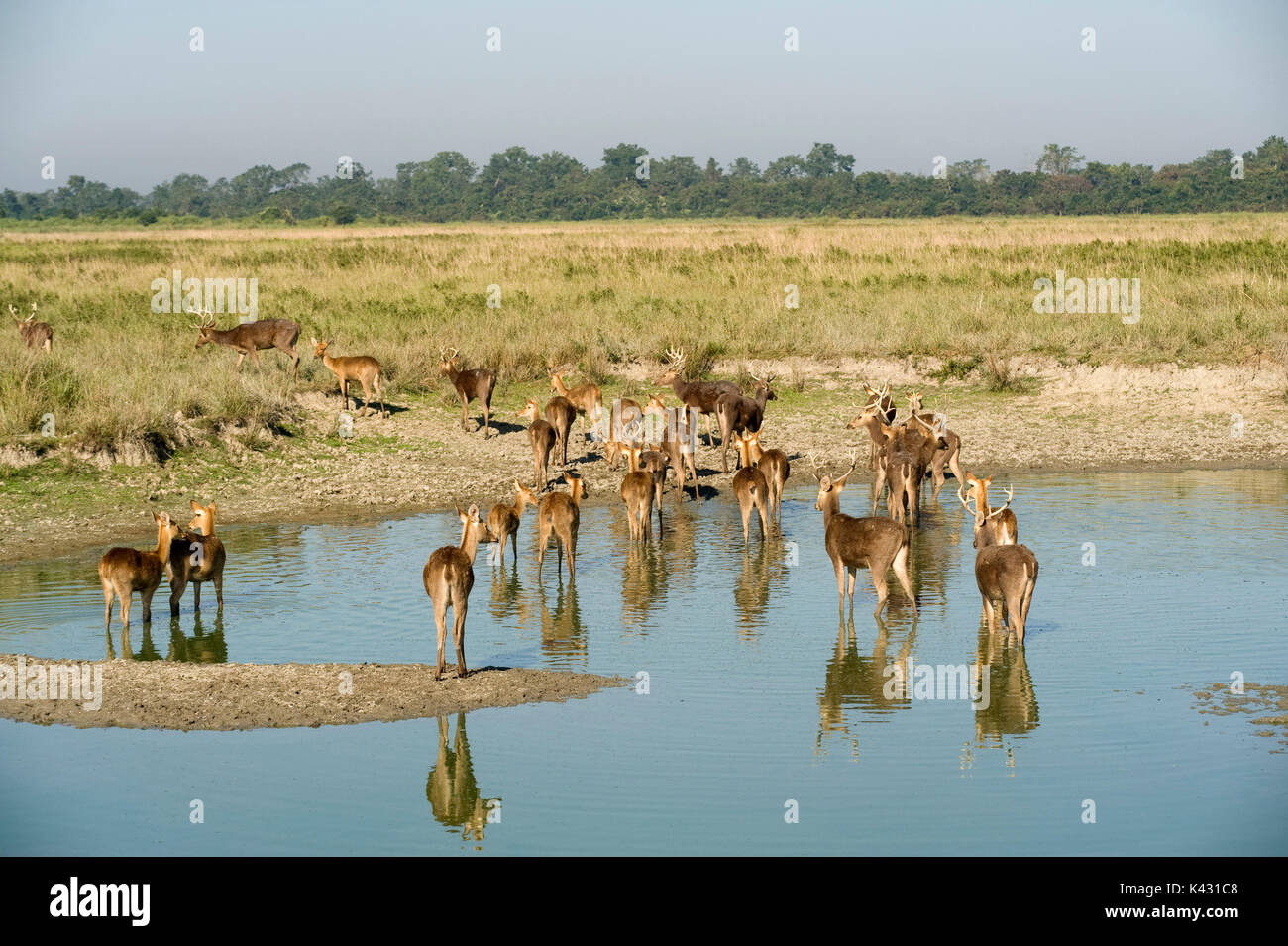 Iucn red list category hi-res stock photography and images - Alamy