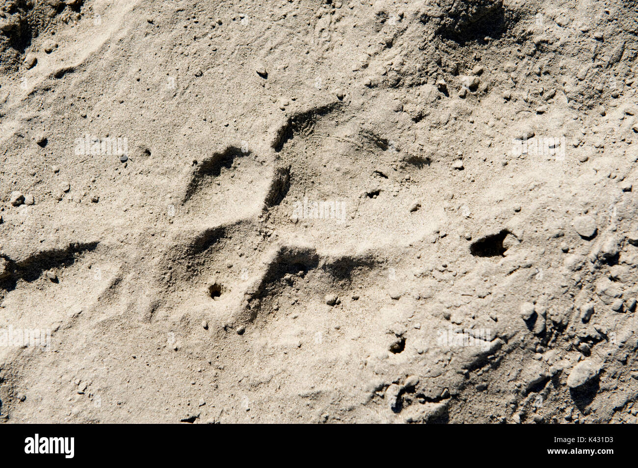 Tiger pug mark hi-res stock photography and images - Alamy