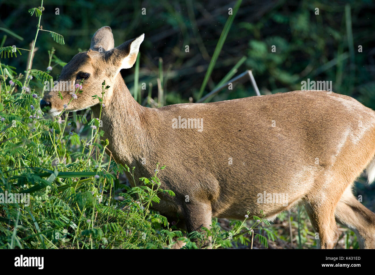 Hog Deer, Axis porcinus, Kaziranga National Park, Assam, India, World ...
