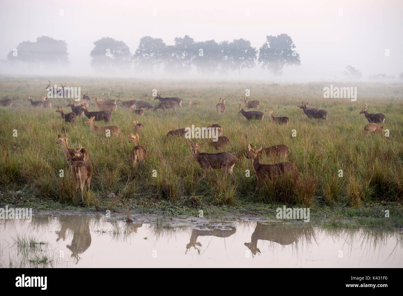 Swamp Deer, Barasingha or Barasinga, Cervus duvaucelii, Kaziranga ...
