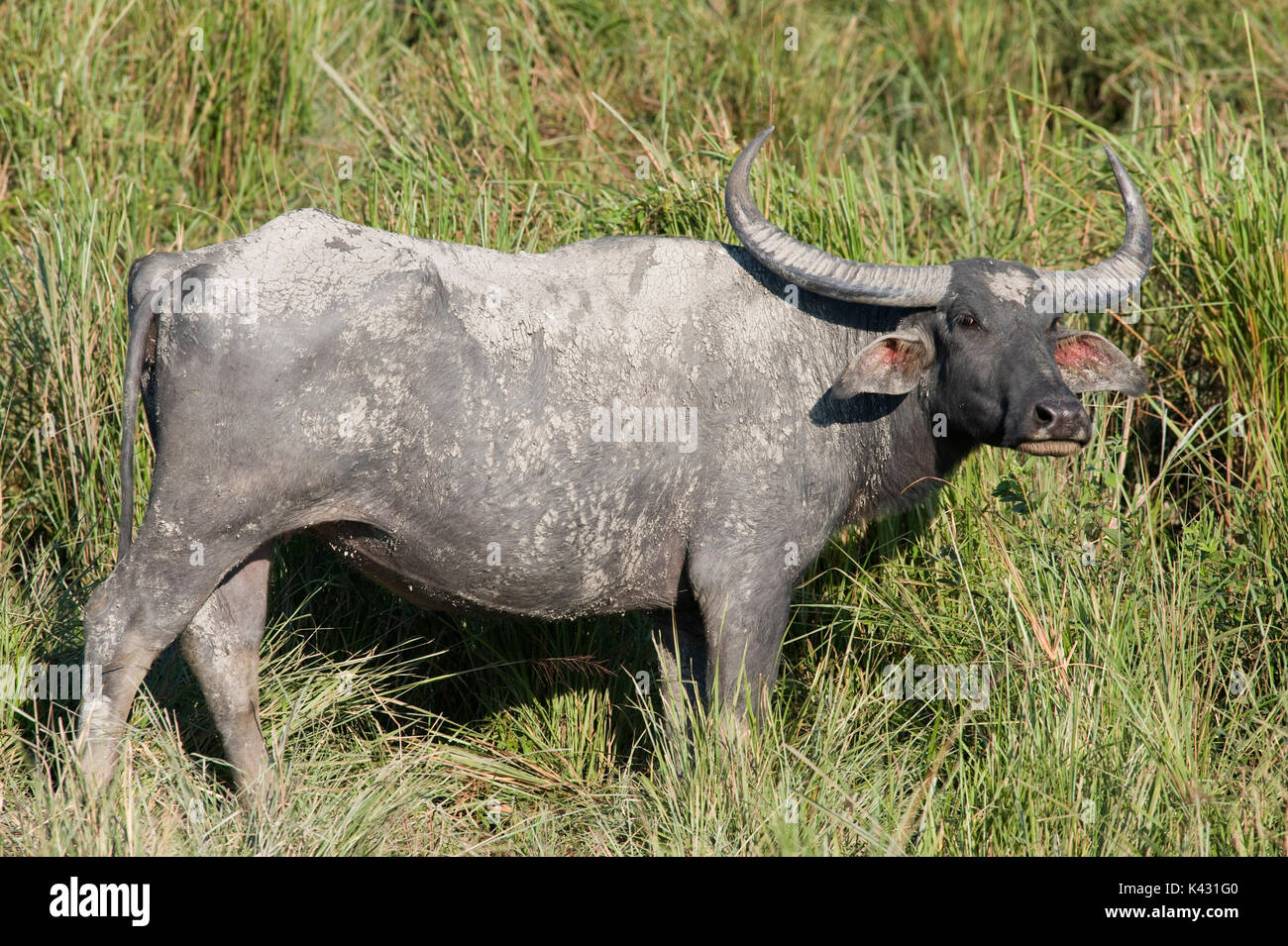 The buffalo ii hi-res stock photography and images - Alamy