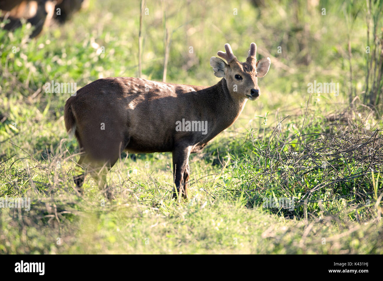 Hog Deer, Axis porcinus, Kaziranga National Park, Assam, India, World ...