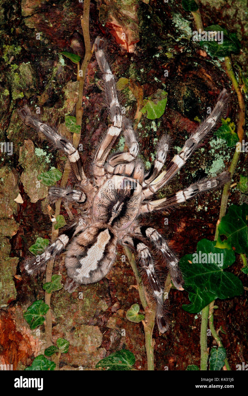 Indian ornamental spider, Poecilotheria regalis, on tree, world's ...