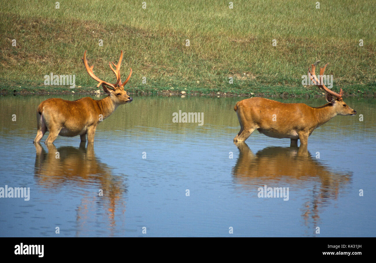 Barasingha/Swamp deer, Cervus duvauceli, in water, reflection, India ...