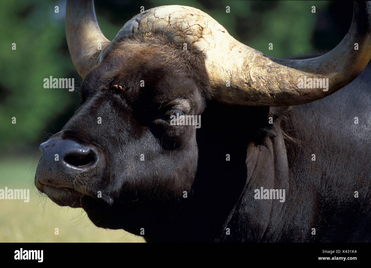 Seladang High Resolution Stock Photography and Images - Alamy