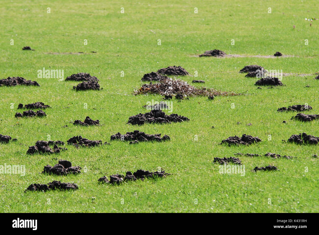 Mole holes hi-res stock photography and images - Alamy