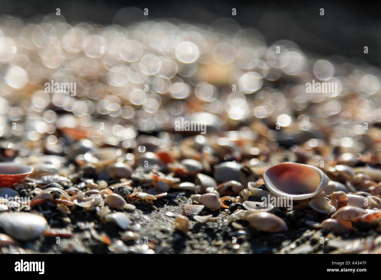 Stack of seashells hi-res stock photography and images - Alamy