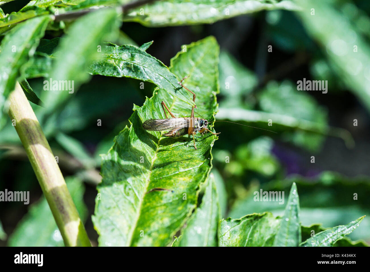 Roesel's bush-cricket (Metrioptera roeselii) fully winged (form diluta ...