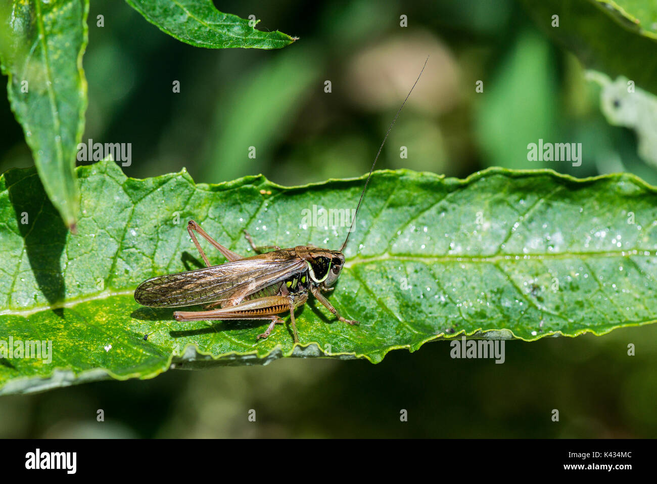 Cricket male insect wings hi-res stock photography and images - Alamy