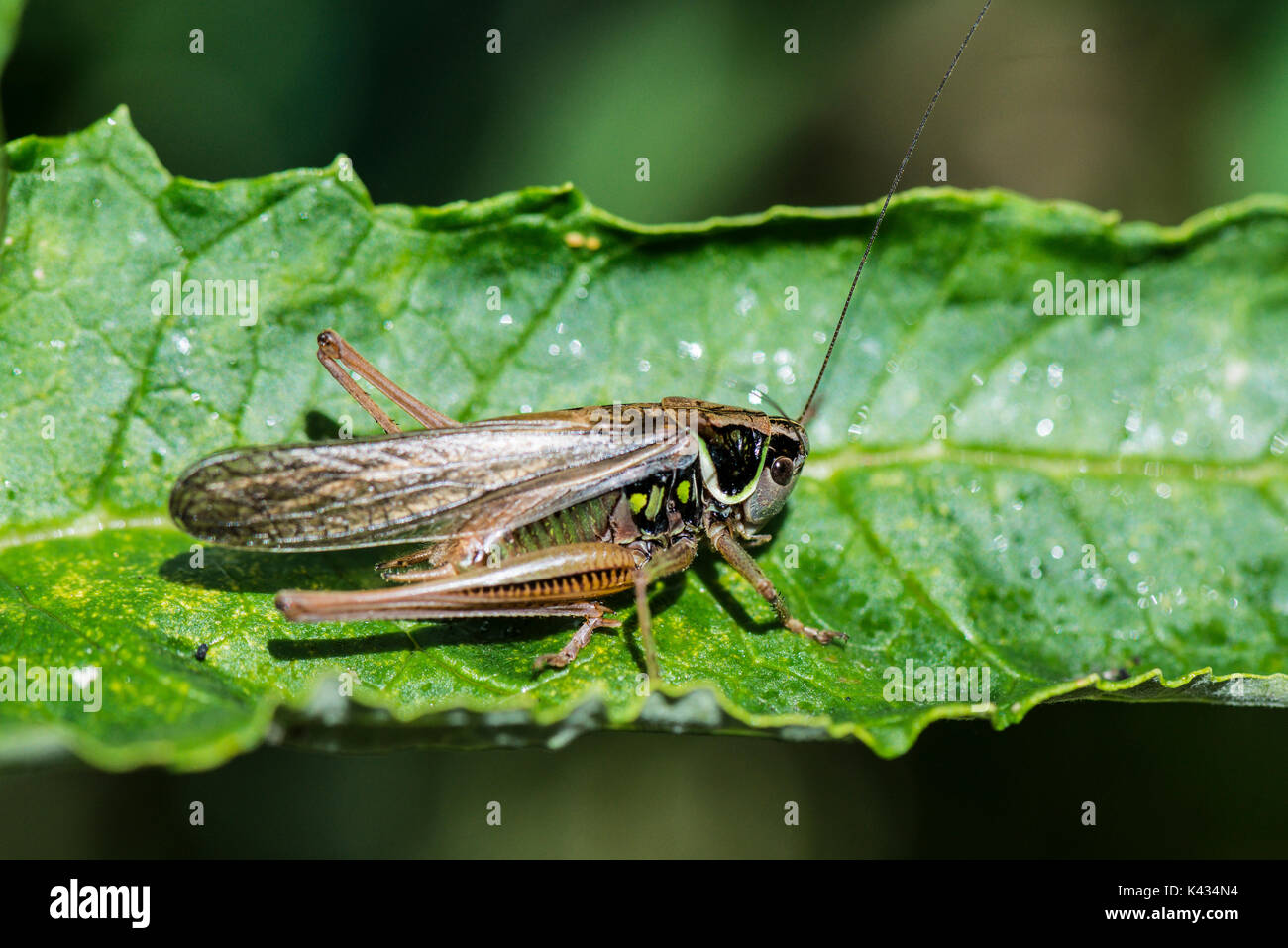 Roesel's bush-cricket (Metrioptera roeselii) fully winged (form diluta ...