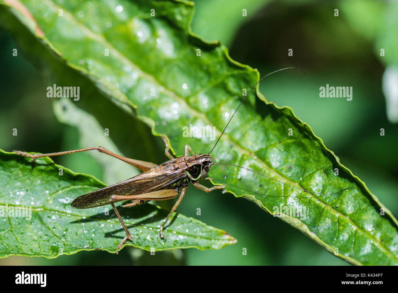 Cricket male insect wings hi-res stock photography and images - Alamy