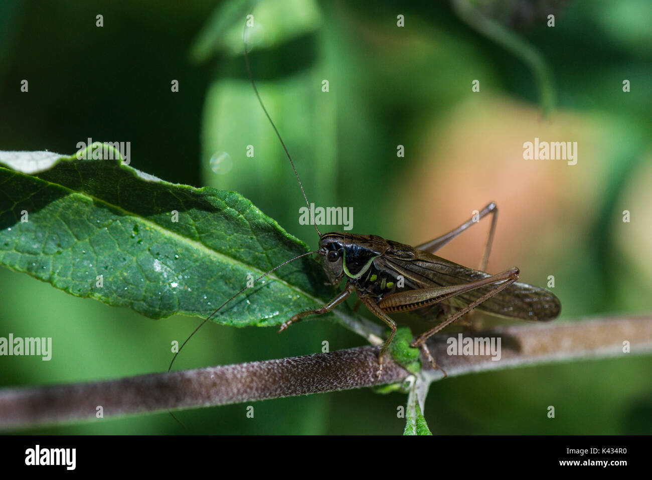 Roesel's bush-cricket (Metrioptera roeselii) fully winged (form diluta ...