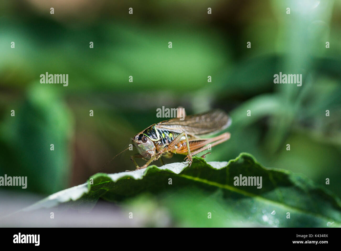 Cricket male insect wings hi-res stock photography and images - Alamy