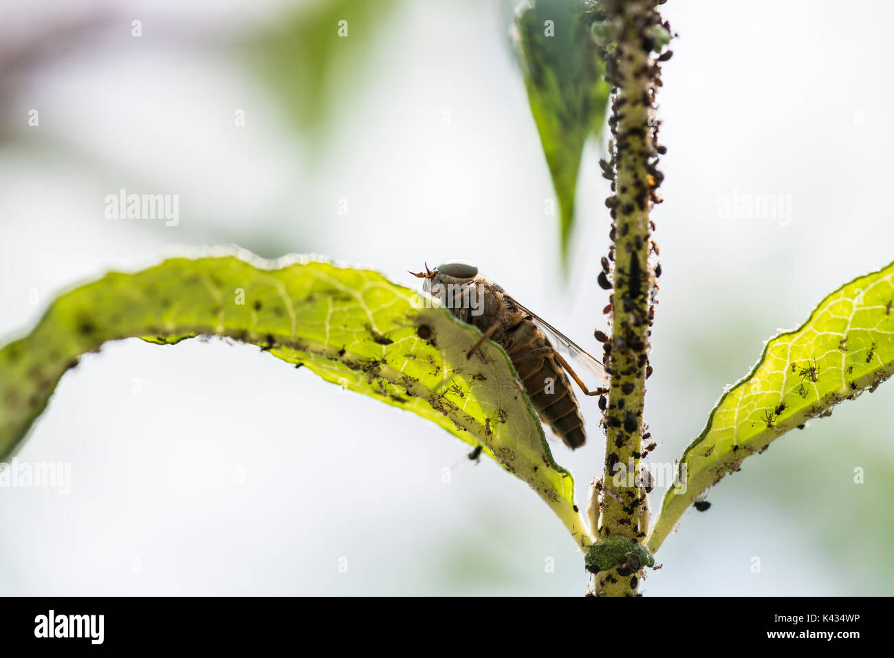 A band-eyed brown horsefly (Tabanus bromius) on a buddleia Stock Photo ...