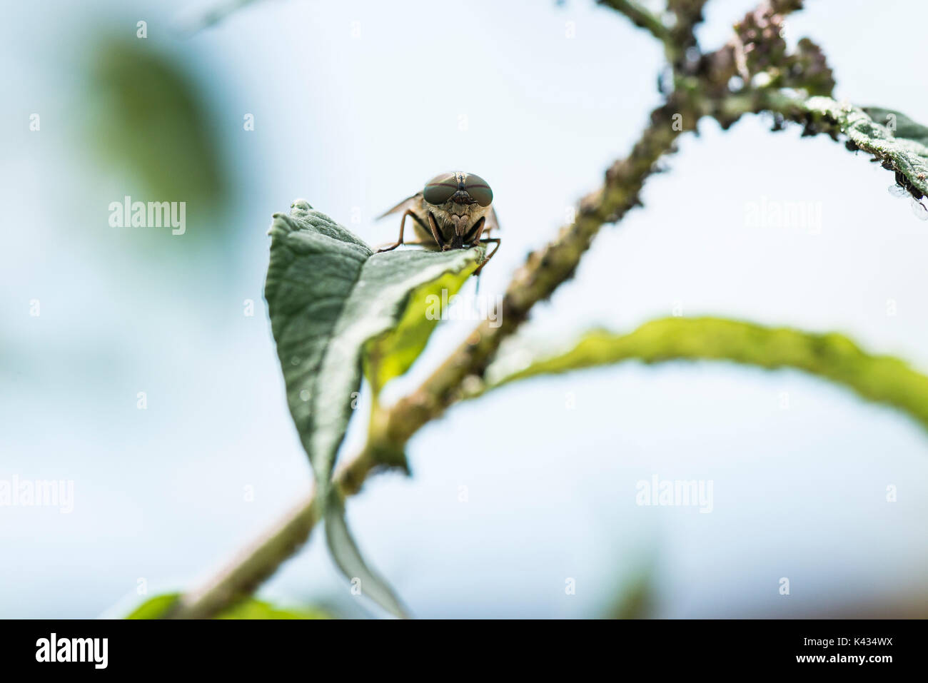 A band-eyed brown horsefly (Tabanus bromius) on a buddleia Stock Photo ...
