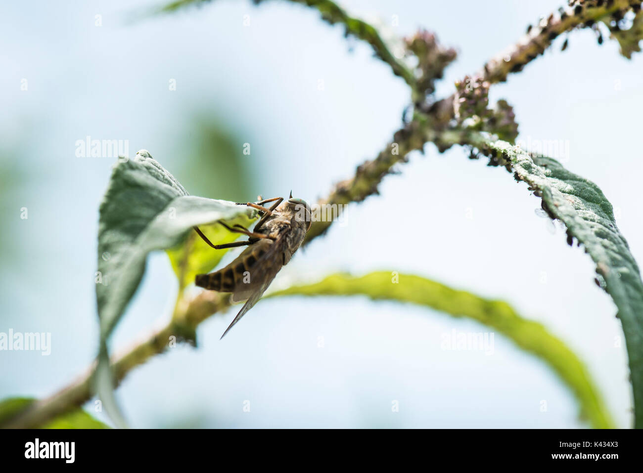 A band-eyed brown horsefly (Tabanus bromius) on a buddleia Stock Photo ...