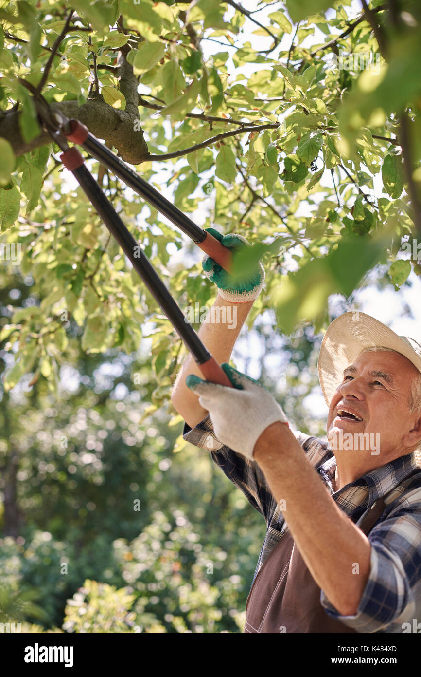 Branches cut off hi-res stock photography and images - Alamy