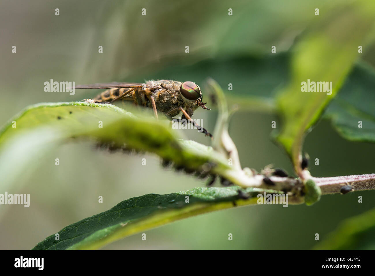 A band-eyed brown horsefly (Tabanus bromius) on a buddleia Stock Photo ...