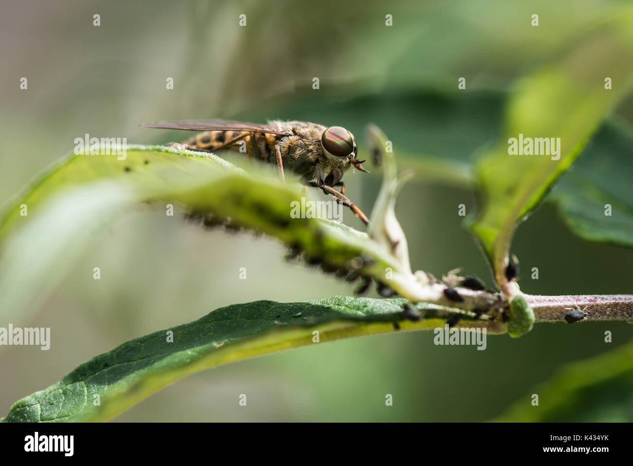 A band-eyed brown horsefly (Tabanus bromius) on a buddleia Stock Photo ...