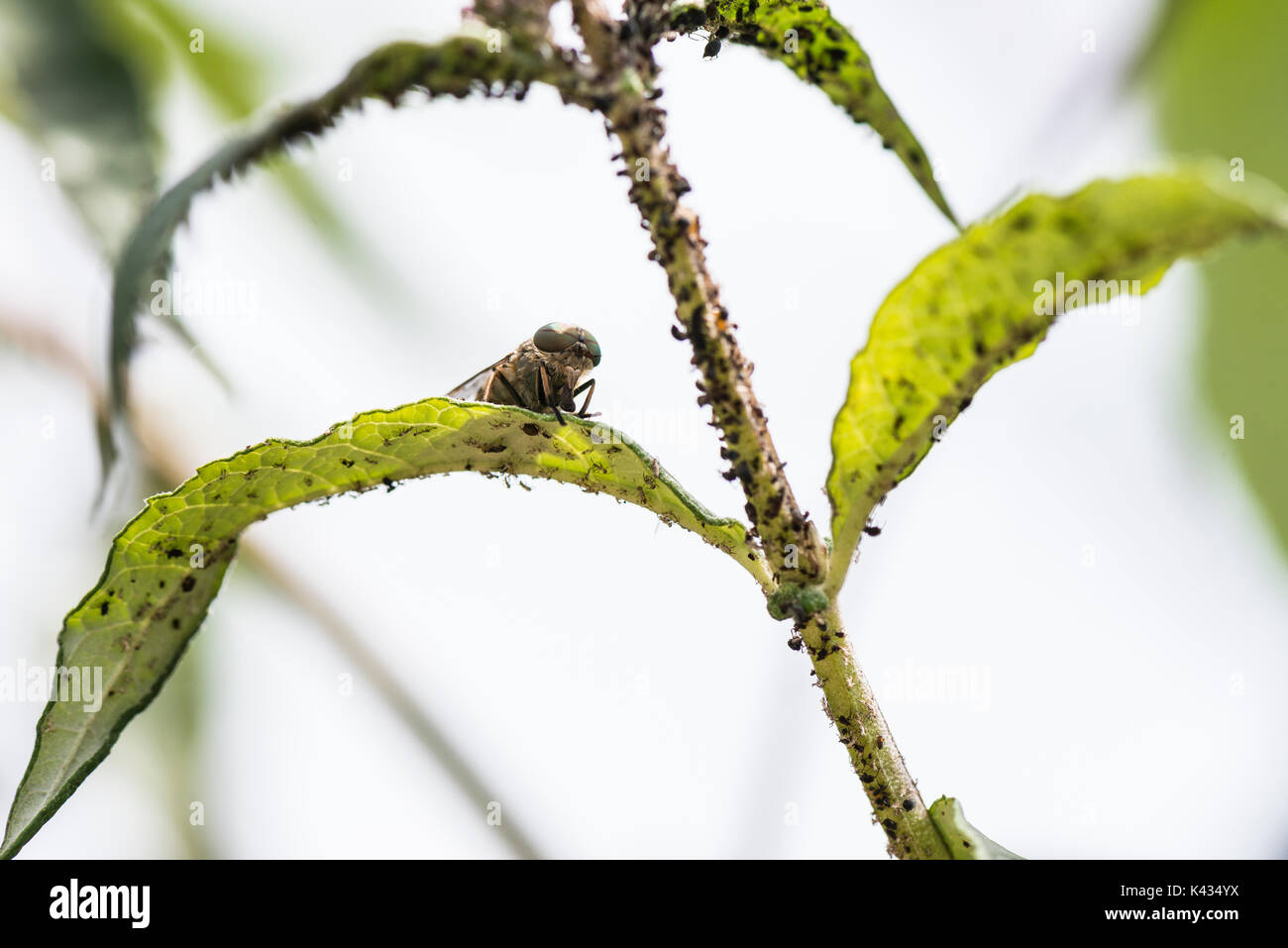 A band-eyed brown horsefly (Tabanus bromius) on a buddleia Stock Photo ...