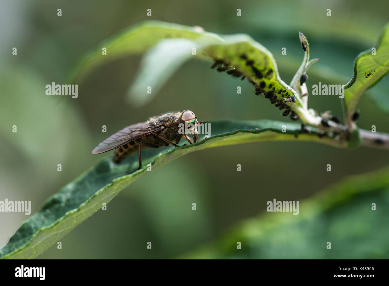 A band-eyed brown horsefly (Tabanus bromius) on a buddleia Stock Photo ...