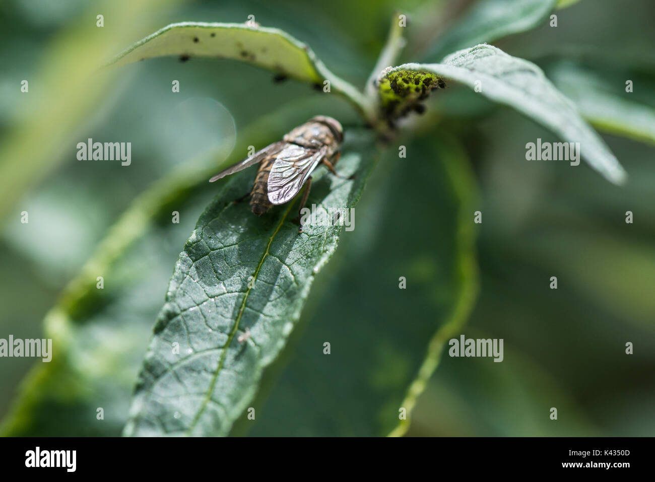 A band-eyed brown horsefly (Tabanus bromius) on a buddleia Stock Photo ...