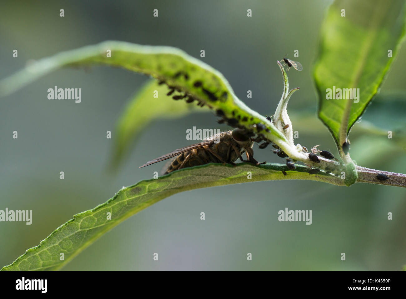 A band-eyed brown horsefly (Tabanus bromius) on a buddleia Stock Photo ...