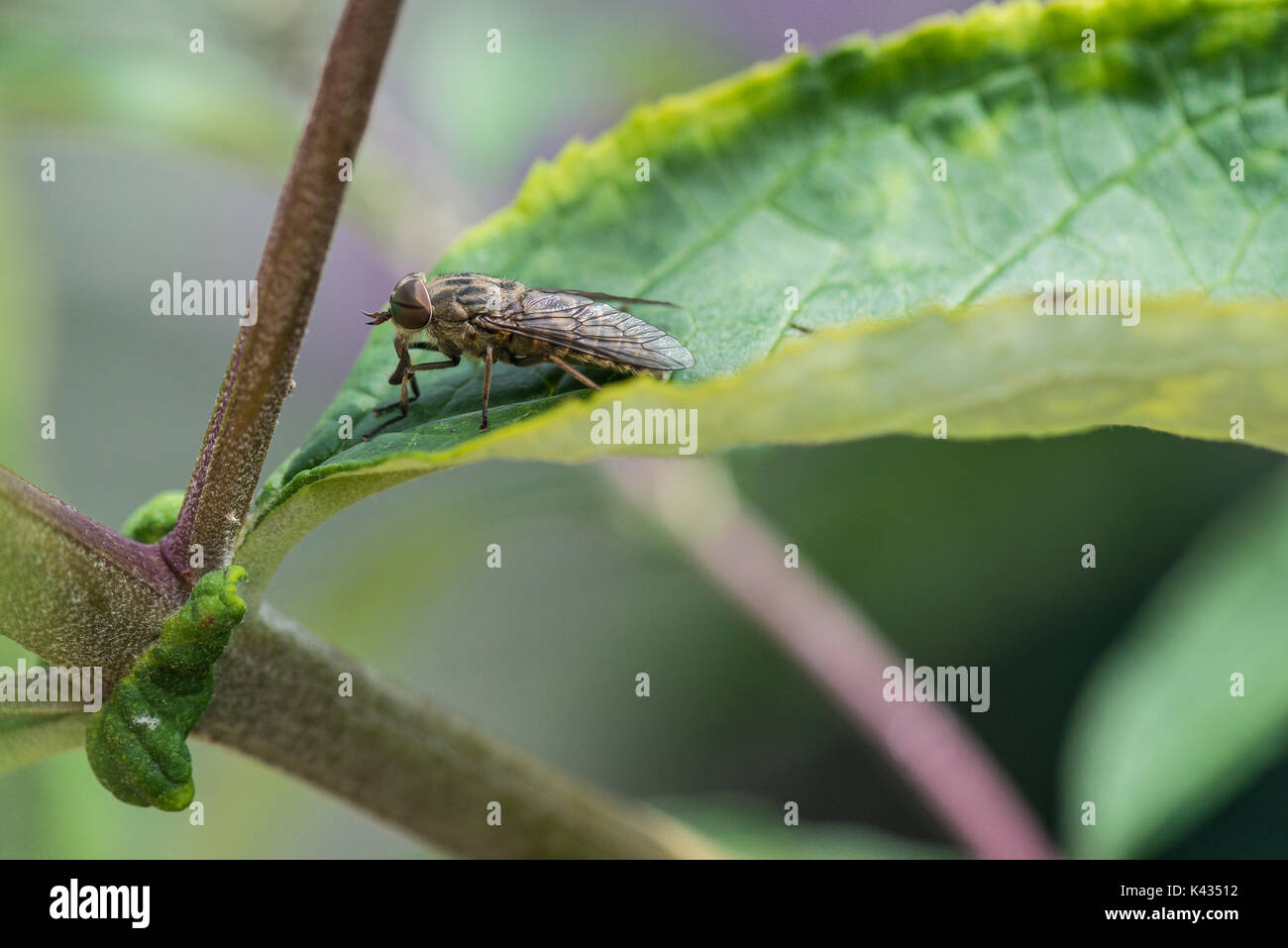 A band-eyed brown horsefly (Tabanus bromius) on a buddleia Stock Photo ...
