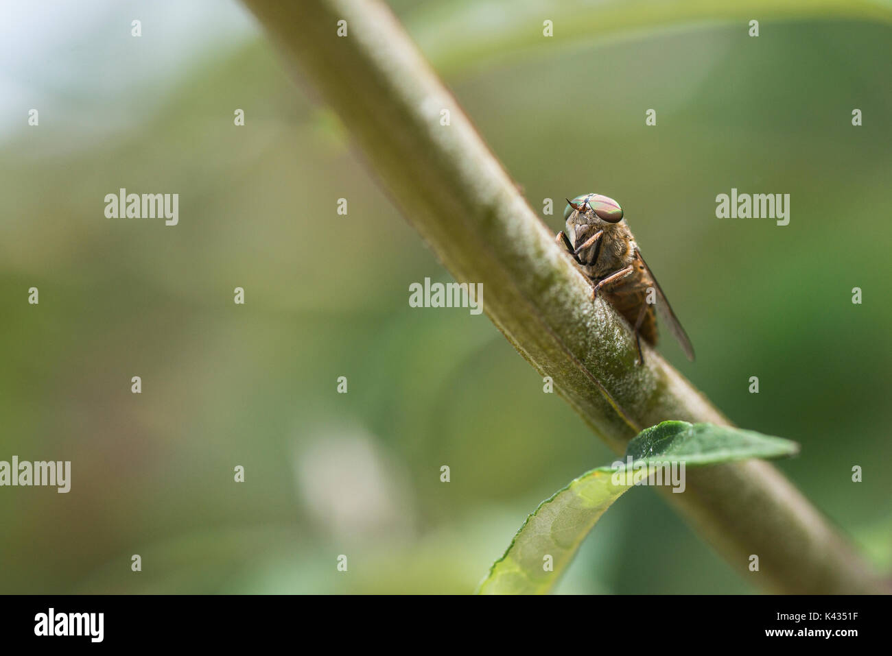 A band-eyed brown horsefly (Tabanus bromius) on a buddleia Stock Photo ...
