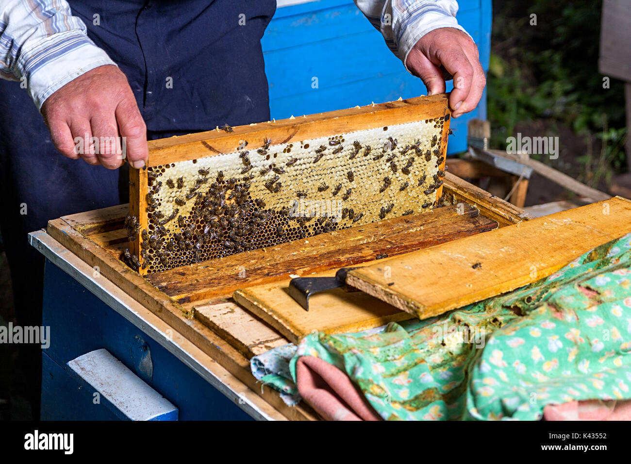 Beekeeper is working with bees and beehives on the apiary. Beekeeper on ...