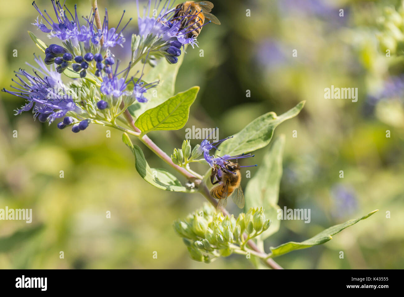 Bees on bluebeard Worcester Gold (Caryopteris × clandonensis Stock ...