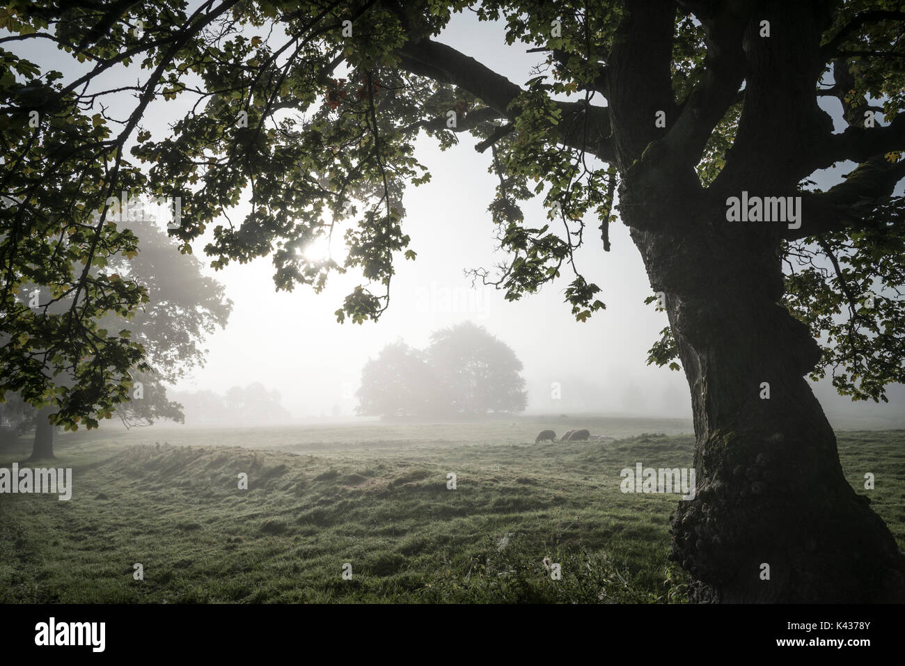 Beautiful misty morning in the English countryside in September Stock ...
