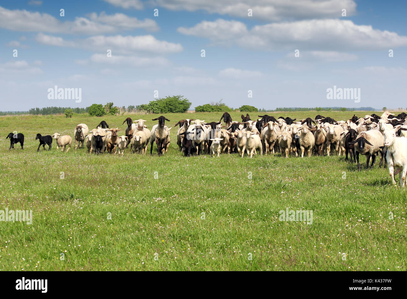 herd of sheep running on field Stock Photo - Alamy