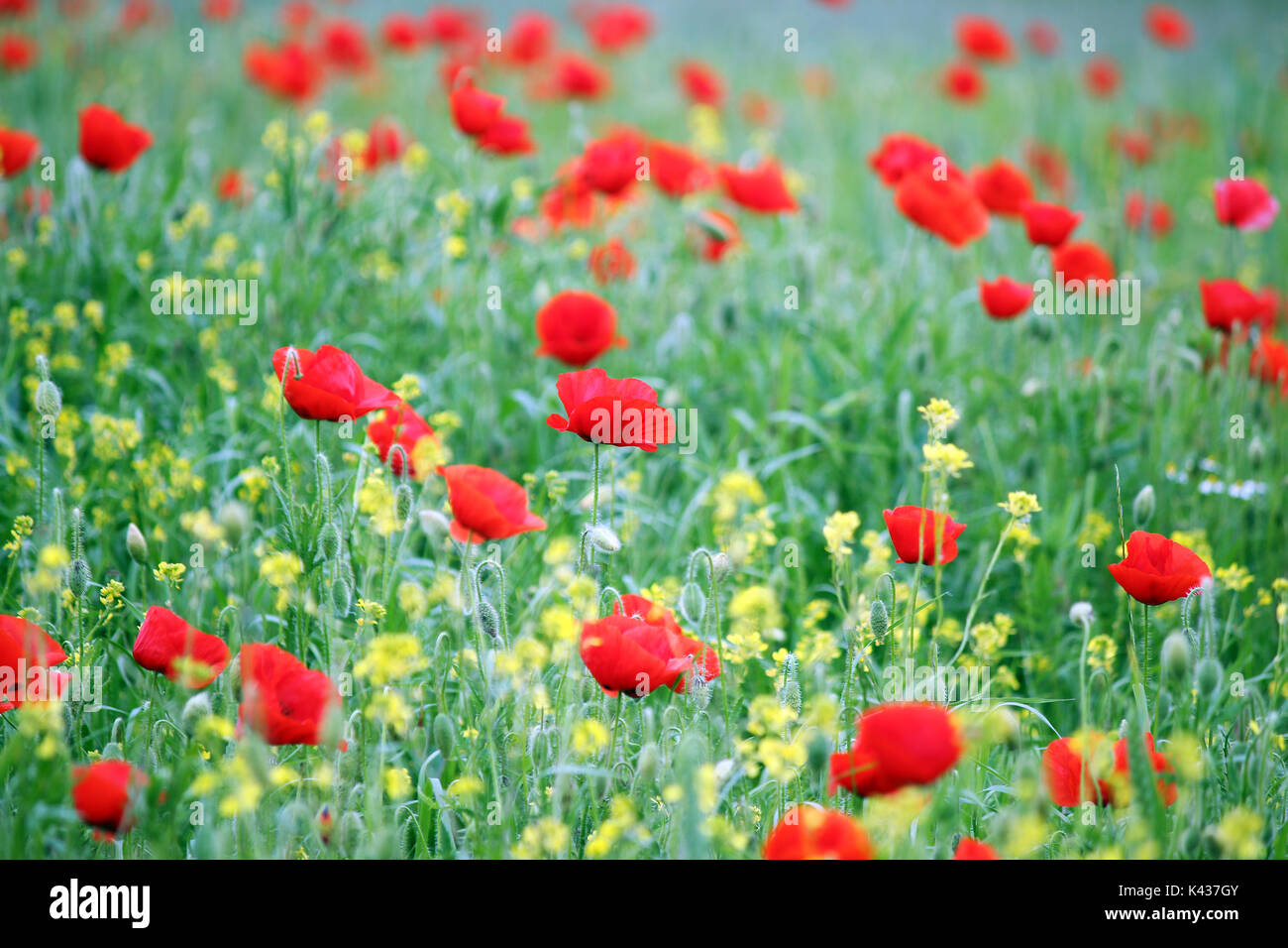 poppy flowers meadow spring season Stock Photo - Alamy